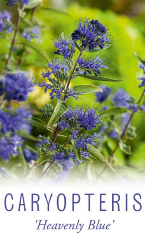 Caryopteris x clandonensis 'Heavenly Blue' — Рослини оптом FlorAccess