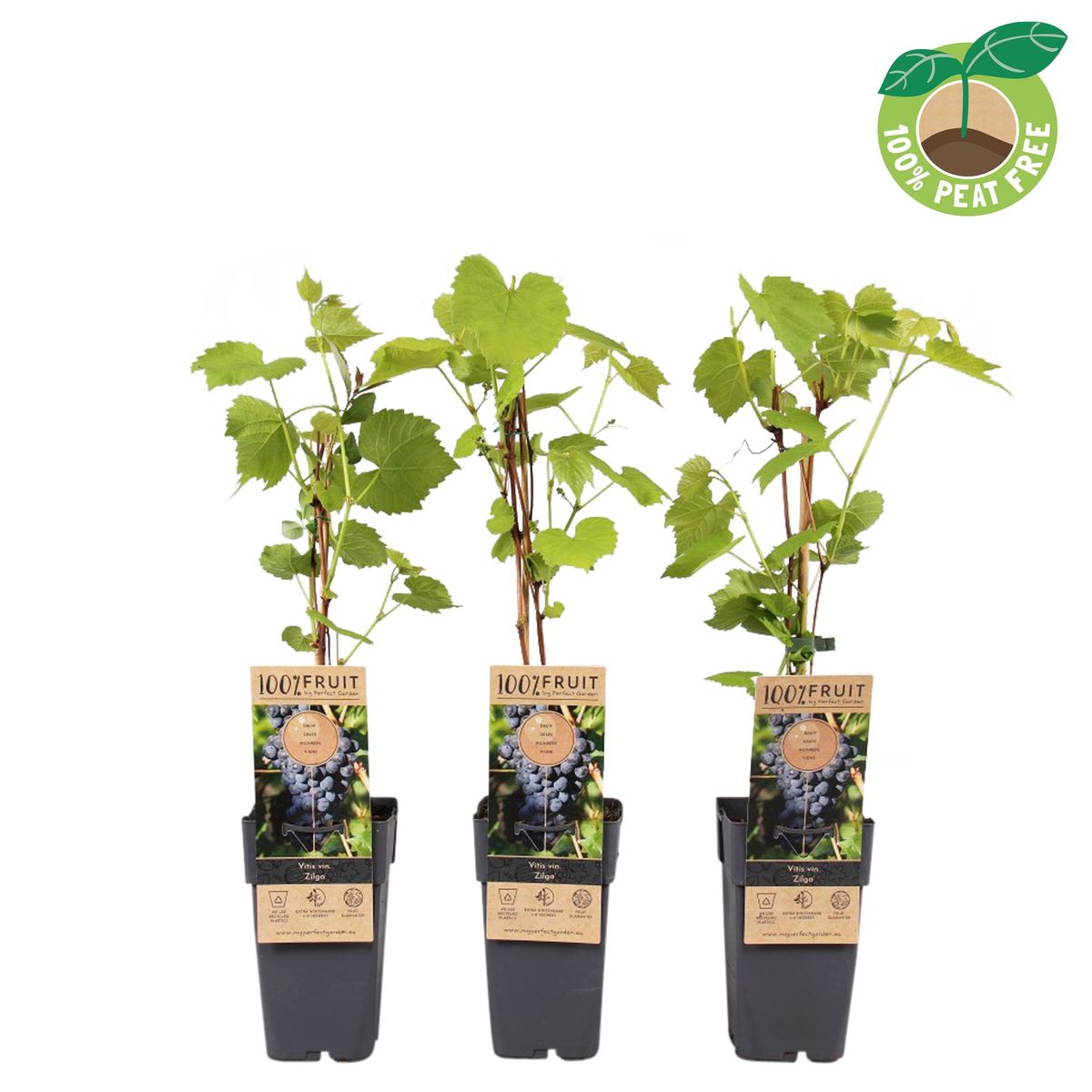 Vitis 'Zilga' — Plant Wholesale FlorAccess