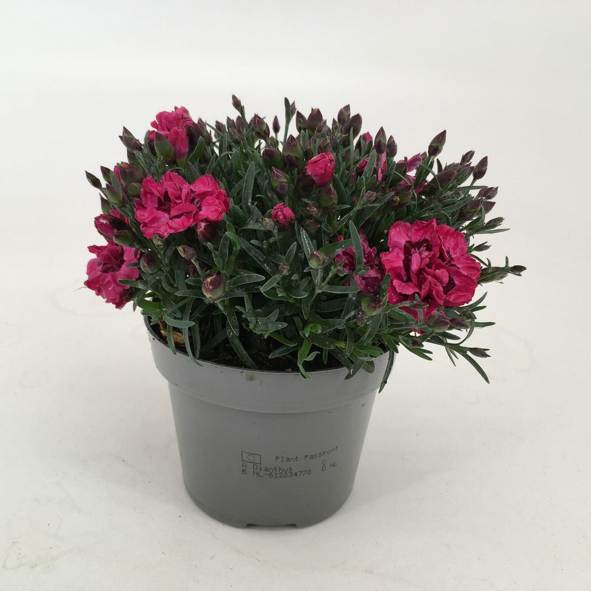 Dianthus DIANTICA EARLY LOVE — Plant Wholesale FlorAccess