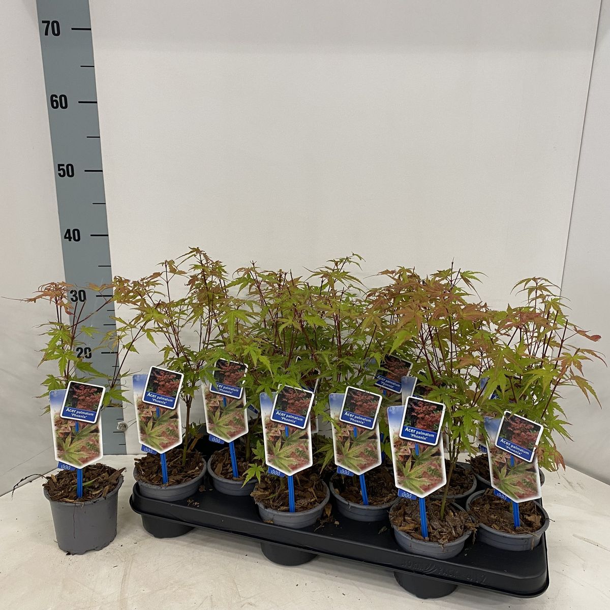 Acer palmatum 'Phoenix' — Plant Wholesale FlorAccess