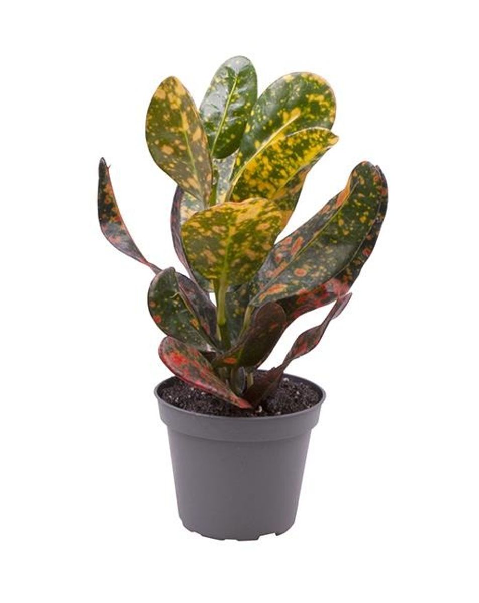 Codiaeum variegatum 'Red Banana' — Plant Wholesale FlorAccess
