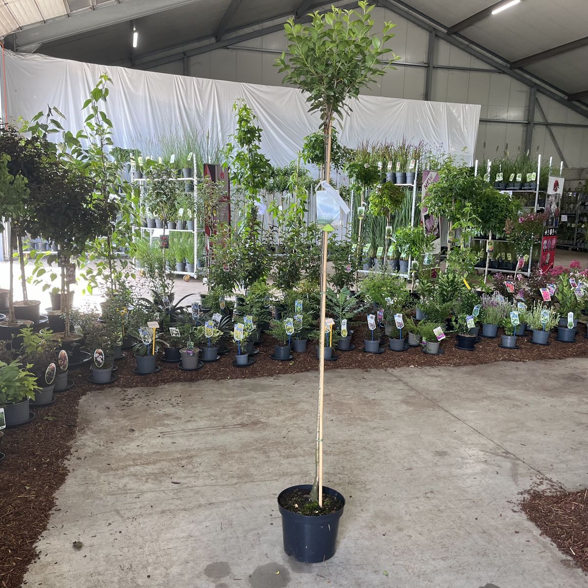 Prunus x eminens 'Umbraculifera' — Plant Wholesale FlorAccess