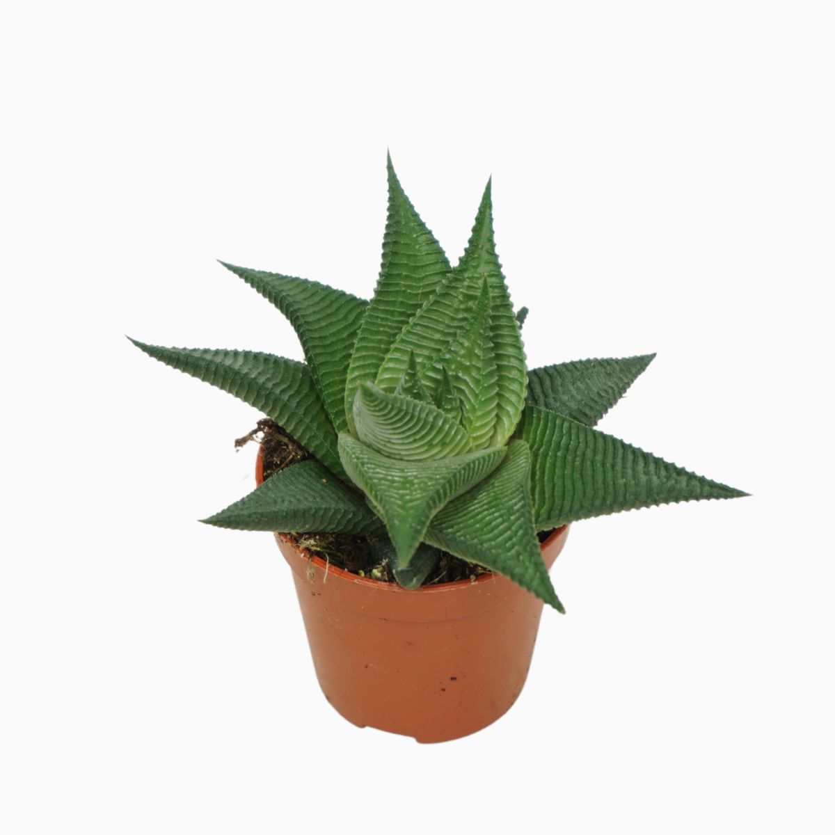 Haworthia limifolia — Plant Wholesale FlorAccess