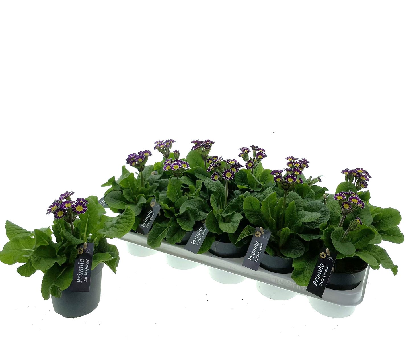 Primula veris 'Little Queen Violet' — Plant Wholesale FlorAccess