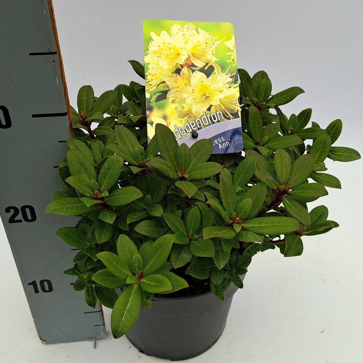Rhododendron 'Princess Anne' — Plant Wholesale FlorAccess