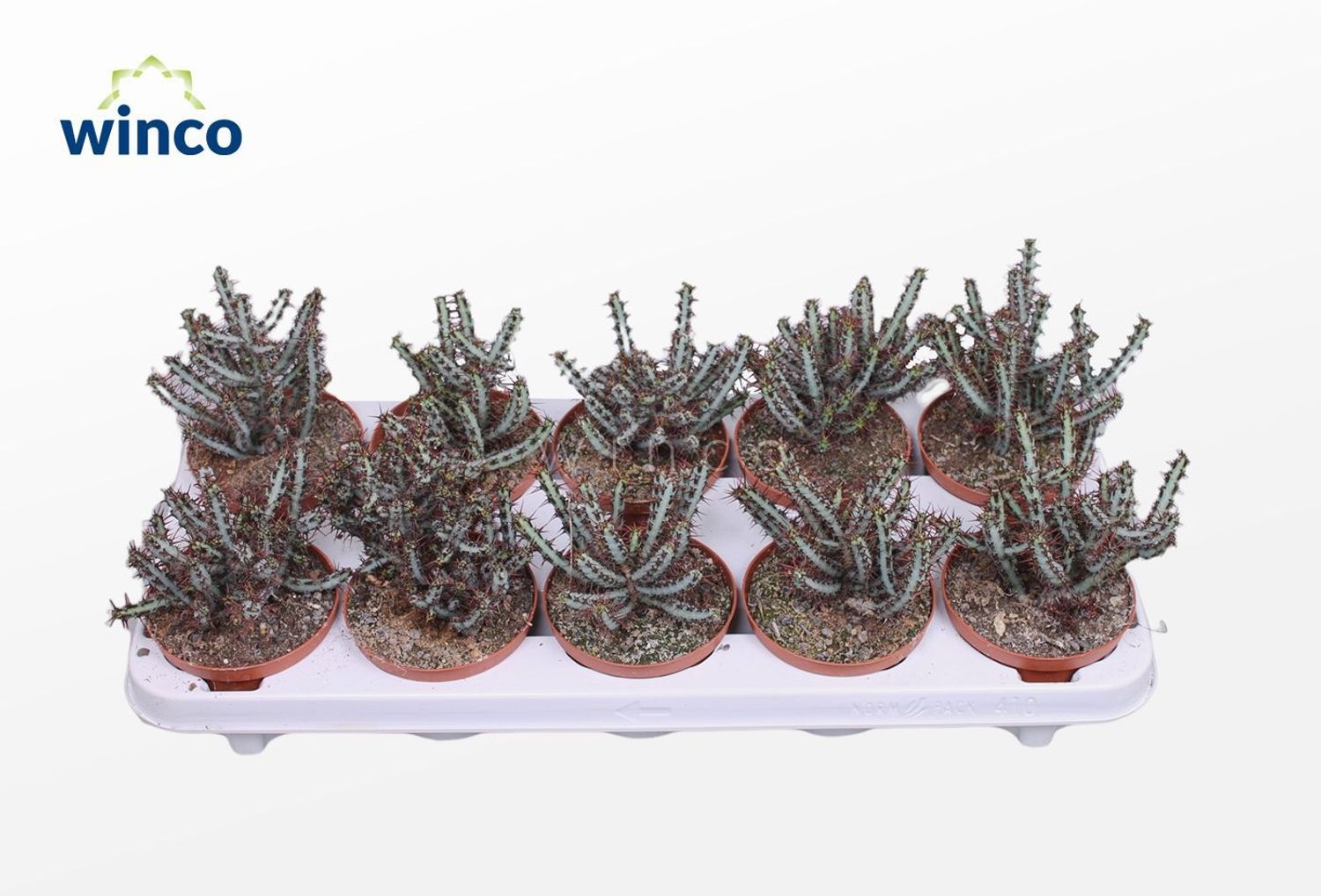Euphorbia aeruginosa — Plant Wholesale FlorAccess