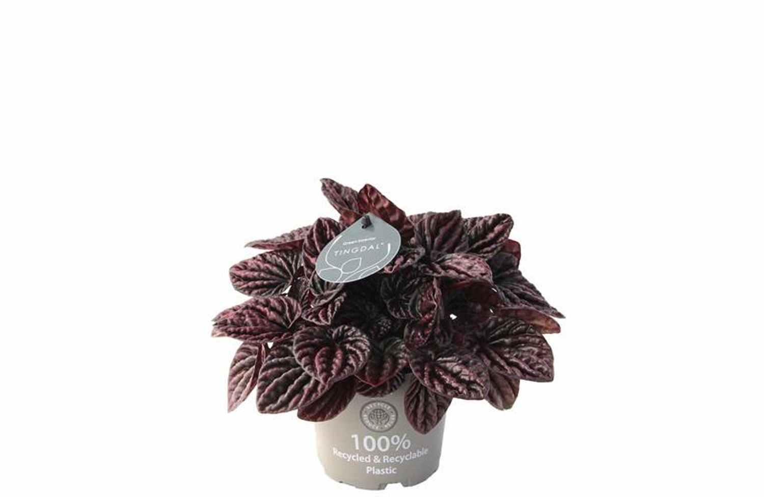 Peperomia caperata 'Red Luna' — Plant Wholesale FlorAccess