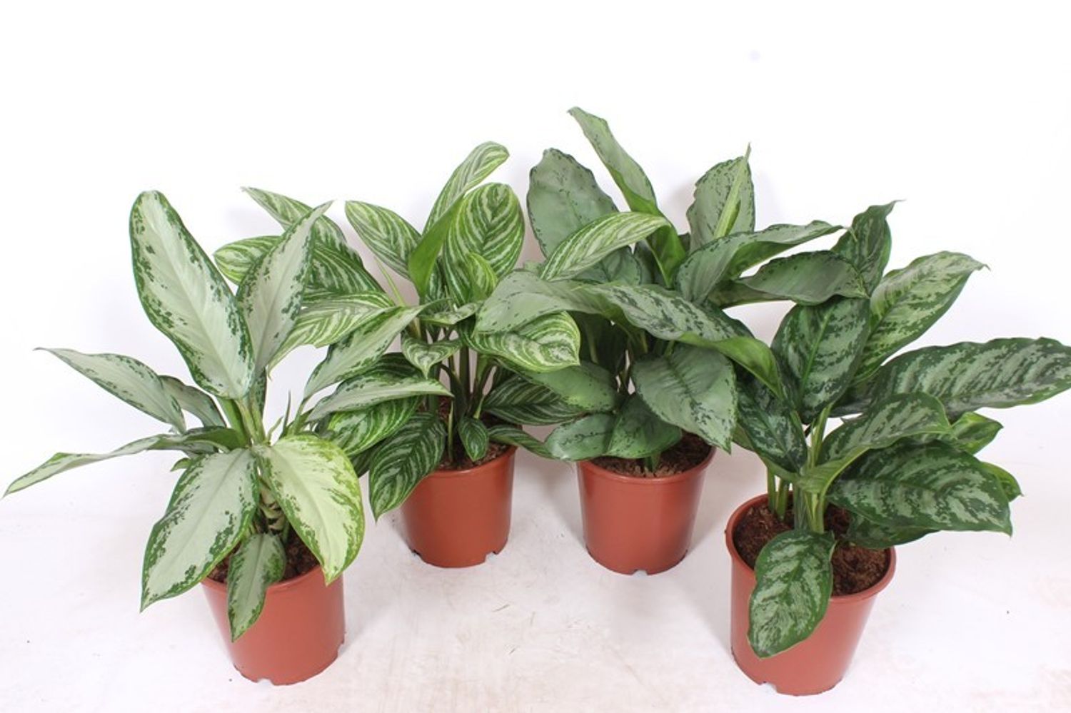 Aglaonema MIX — Plant Wholesale FlorAccess