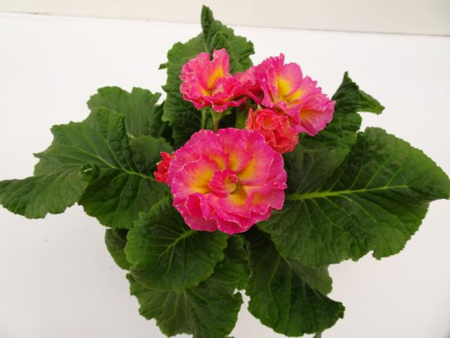 Primula vulgaris MIX — Plant Wholesale FlorAccess