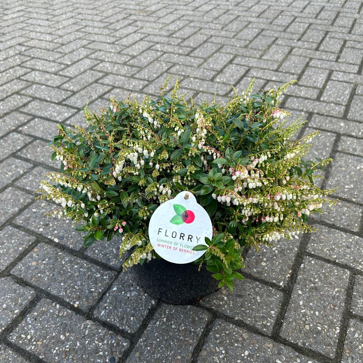 Gaultheria FLORRY — Plant Wholesale FlorAccess