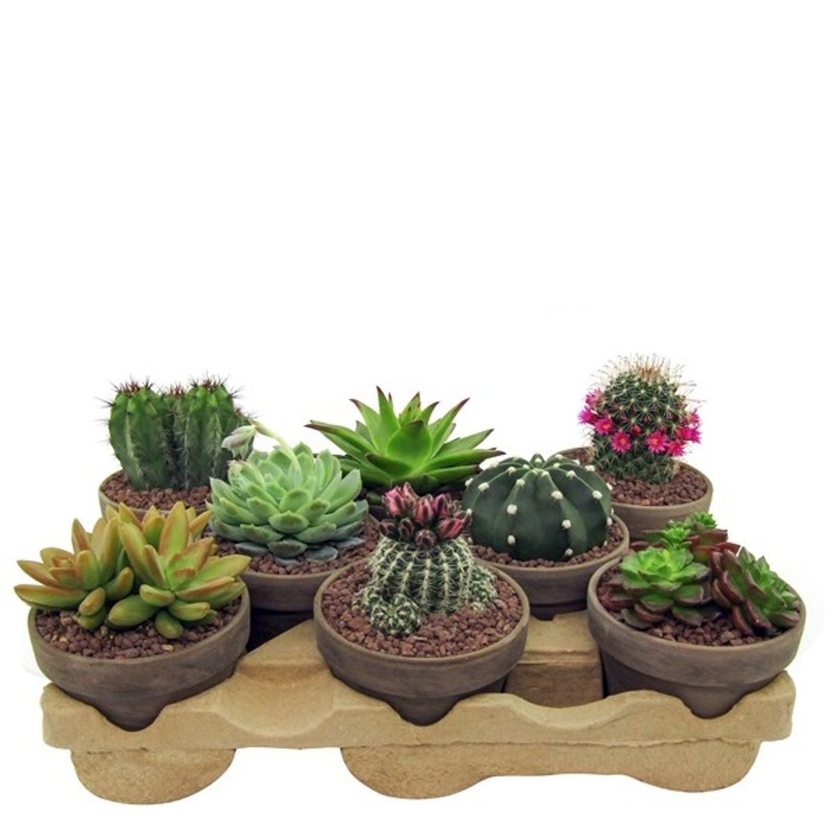 Cactus MIX — Plant Wholesale FlorAccess