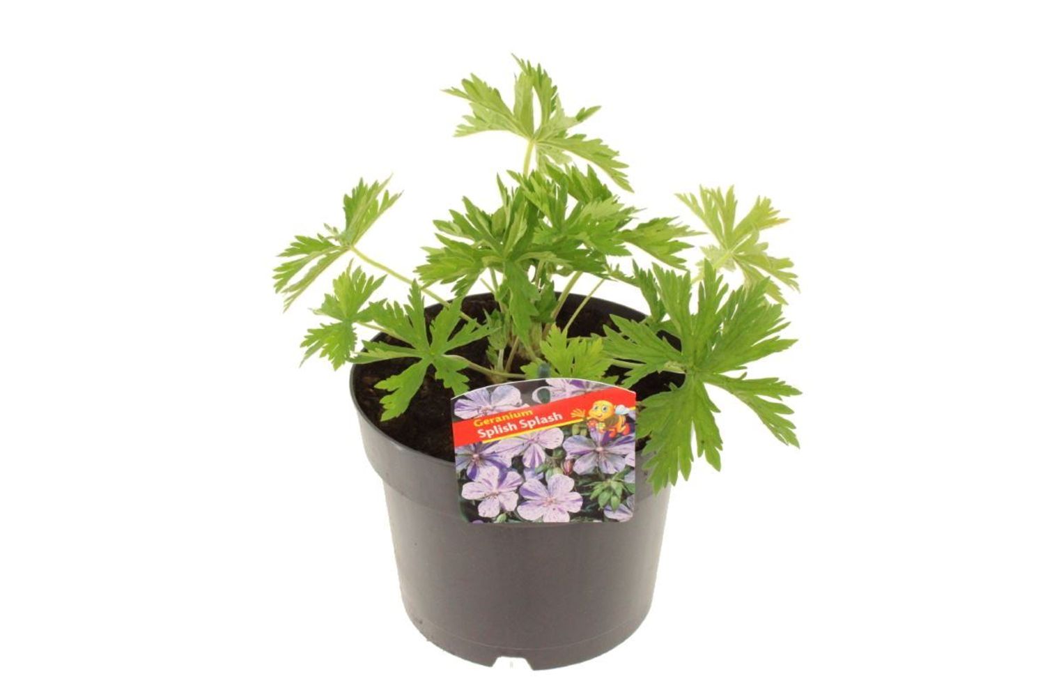 Geranium pratense 'Splish-splash' — Pflanzengroßhandel FlorAccess
