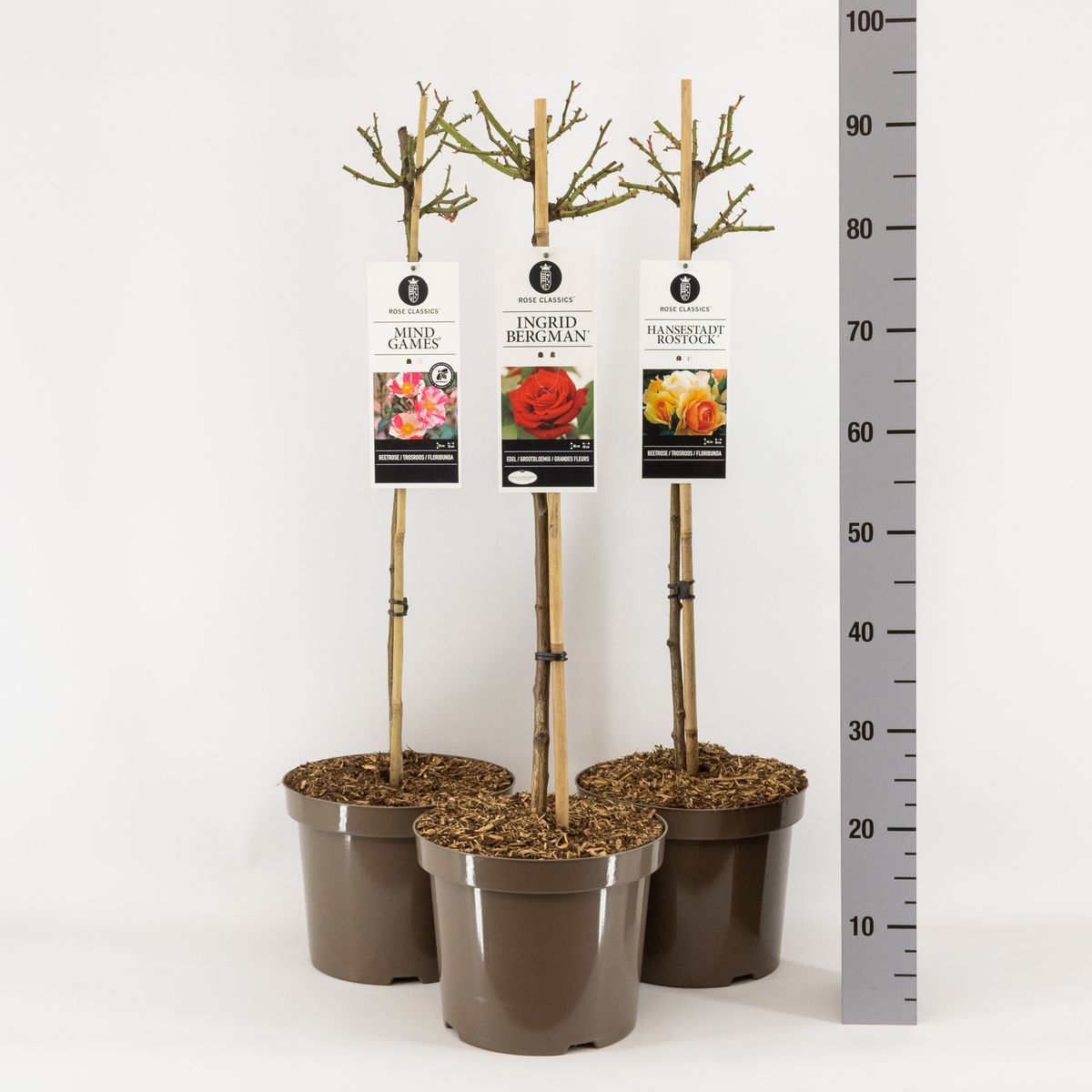 Rosa MIX — Plant Wholesale FlorAccess