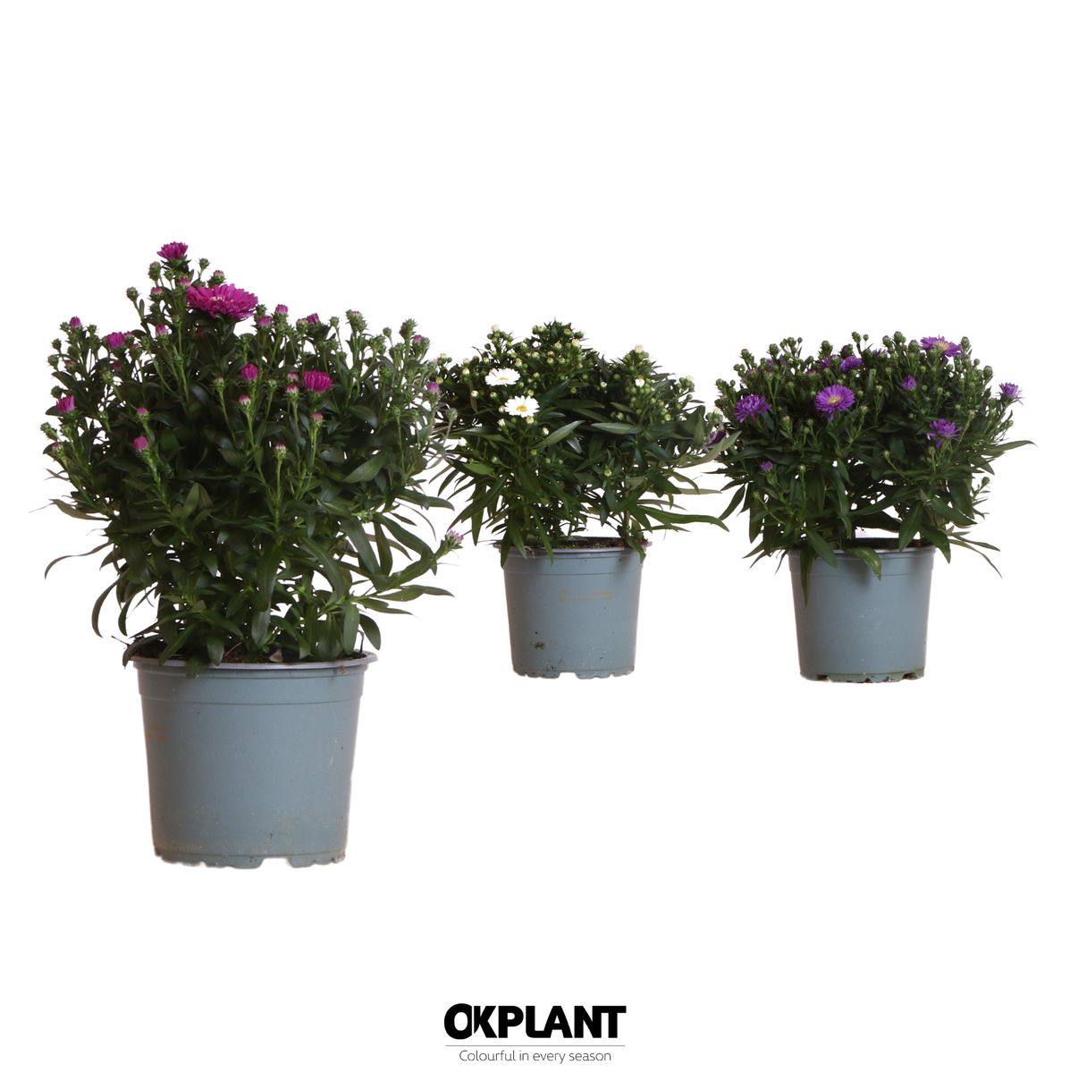 Aster STARLETTA MIX — Plant Wholesale FlorAccess