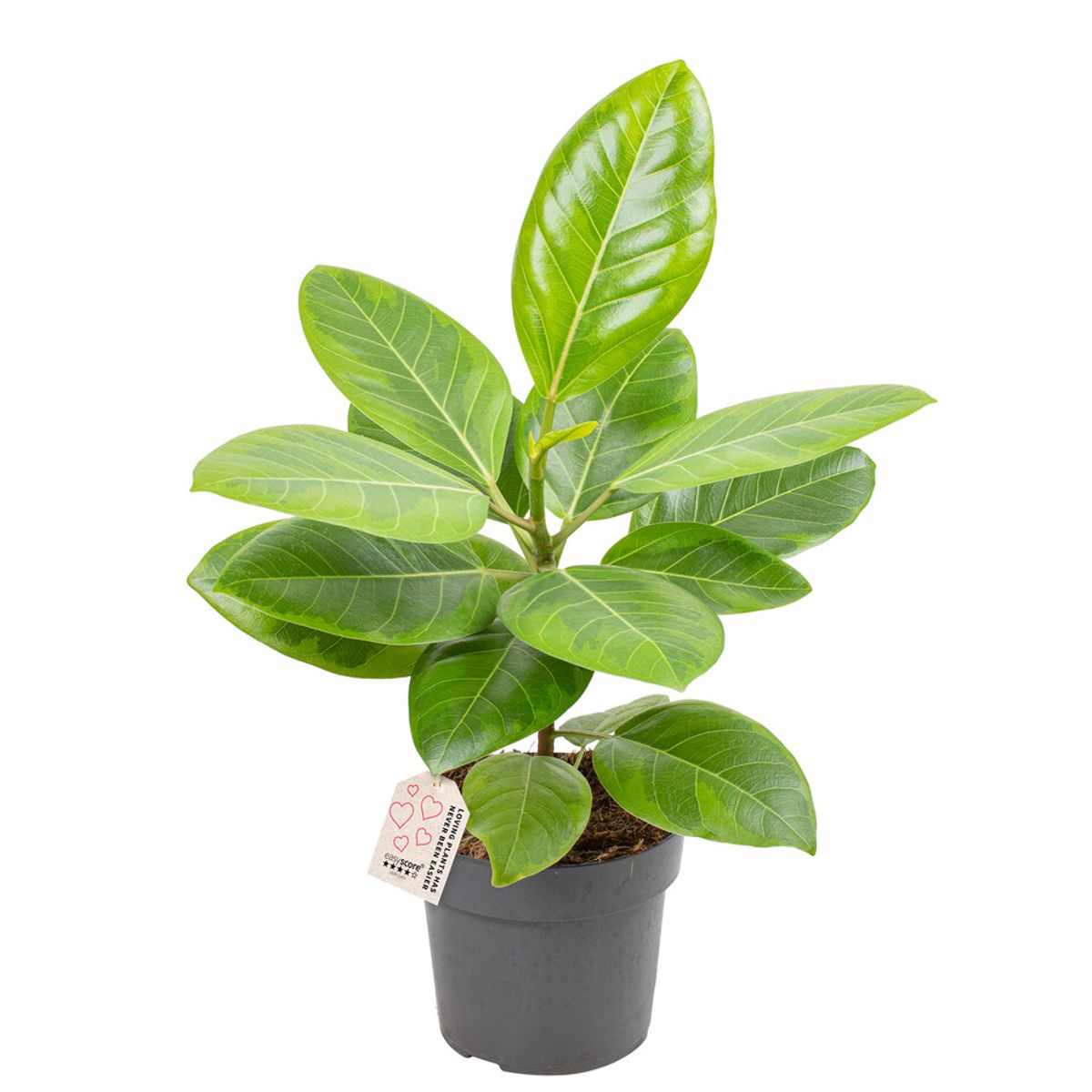Ficus altissima — Plant Wholesale FlorAccess