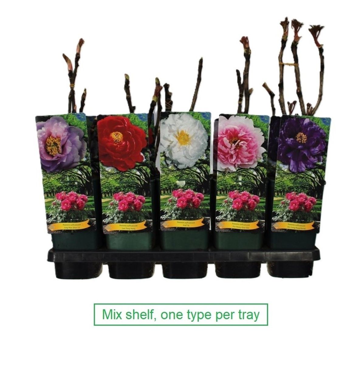 Paeonia suffruticosa MIX — Plant Wholesale FlorAccess