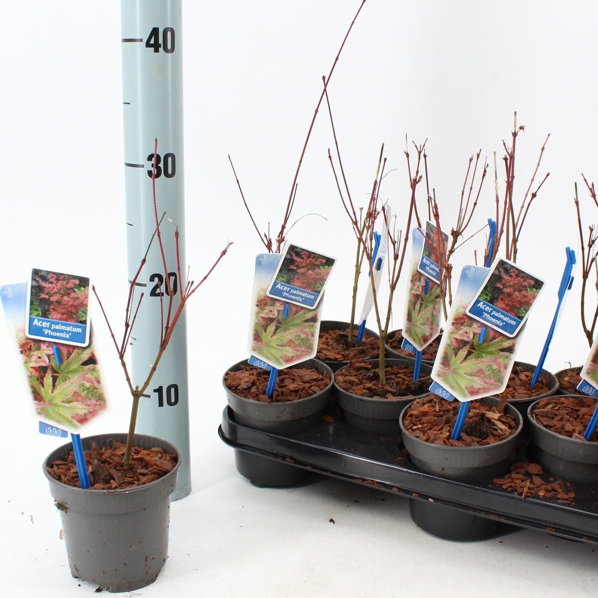 Acer palmatum 'Phoenix' — Plant Wholesale FlorAccess