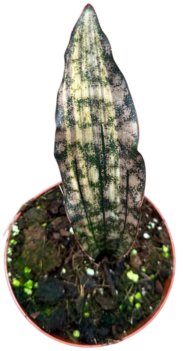 Sansevieria kirkii 'Coppertone Variegata' — Plant Wholesale FlorAccess
