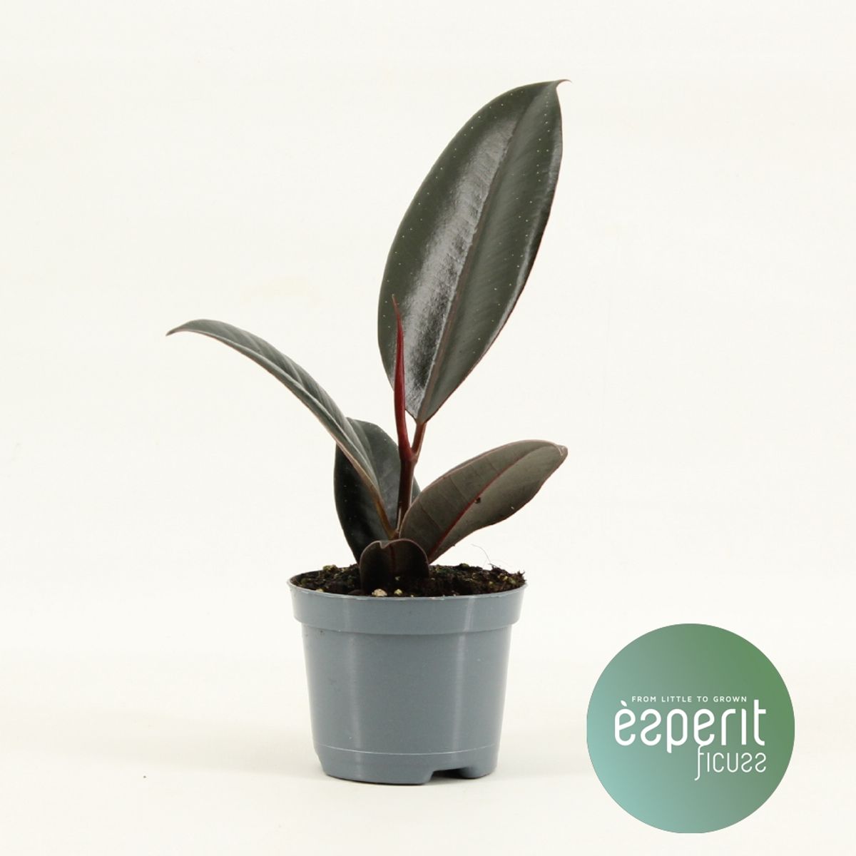 Ficus elastica 'Abidjan' — Plant Wholesale FlorAccess