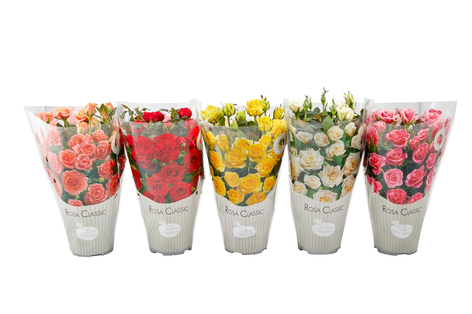 Rosa MIX — Plant Wholesale FlorAccess