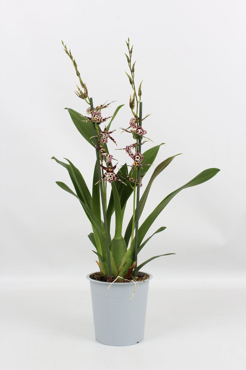 Brassia 'Magnificent Magnesium' — Plant Wholesale FlorAccess