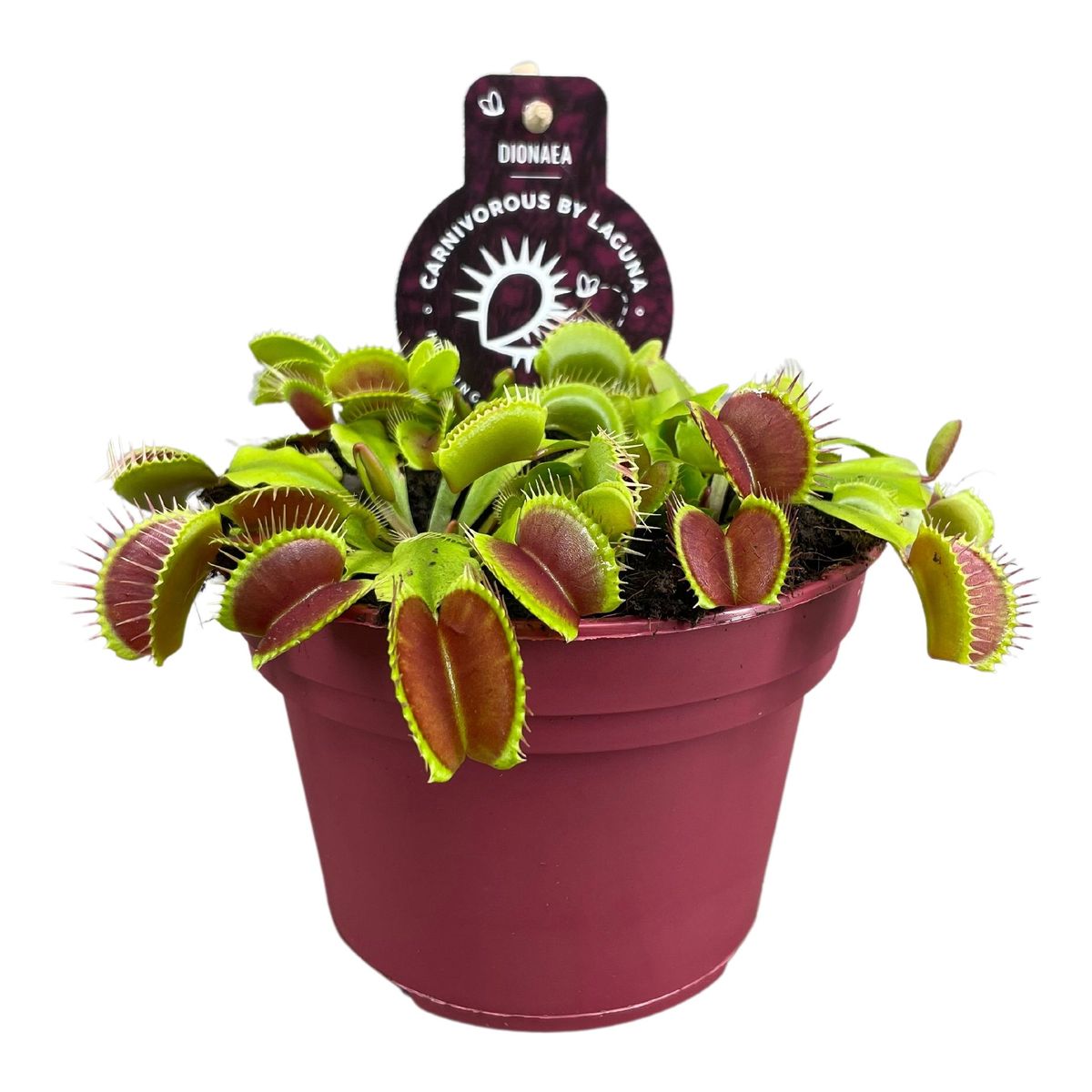 Dionaea muscipula JUMBO — Plant Wholesale FlorAccess