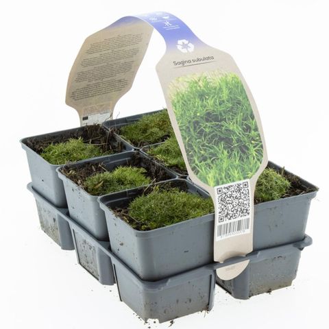 Sagina subulata — Plant Wholesale FlorAccess