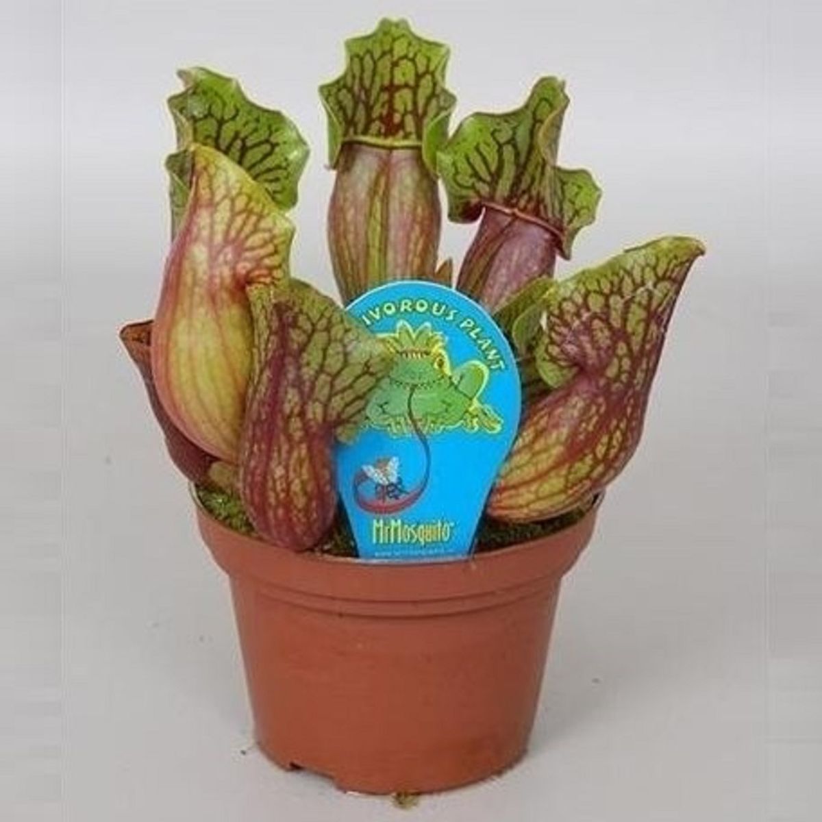 Sarracenia purpurea — Plant Wholesale FlorAccess