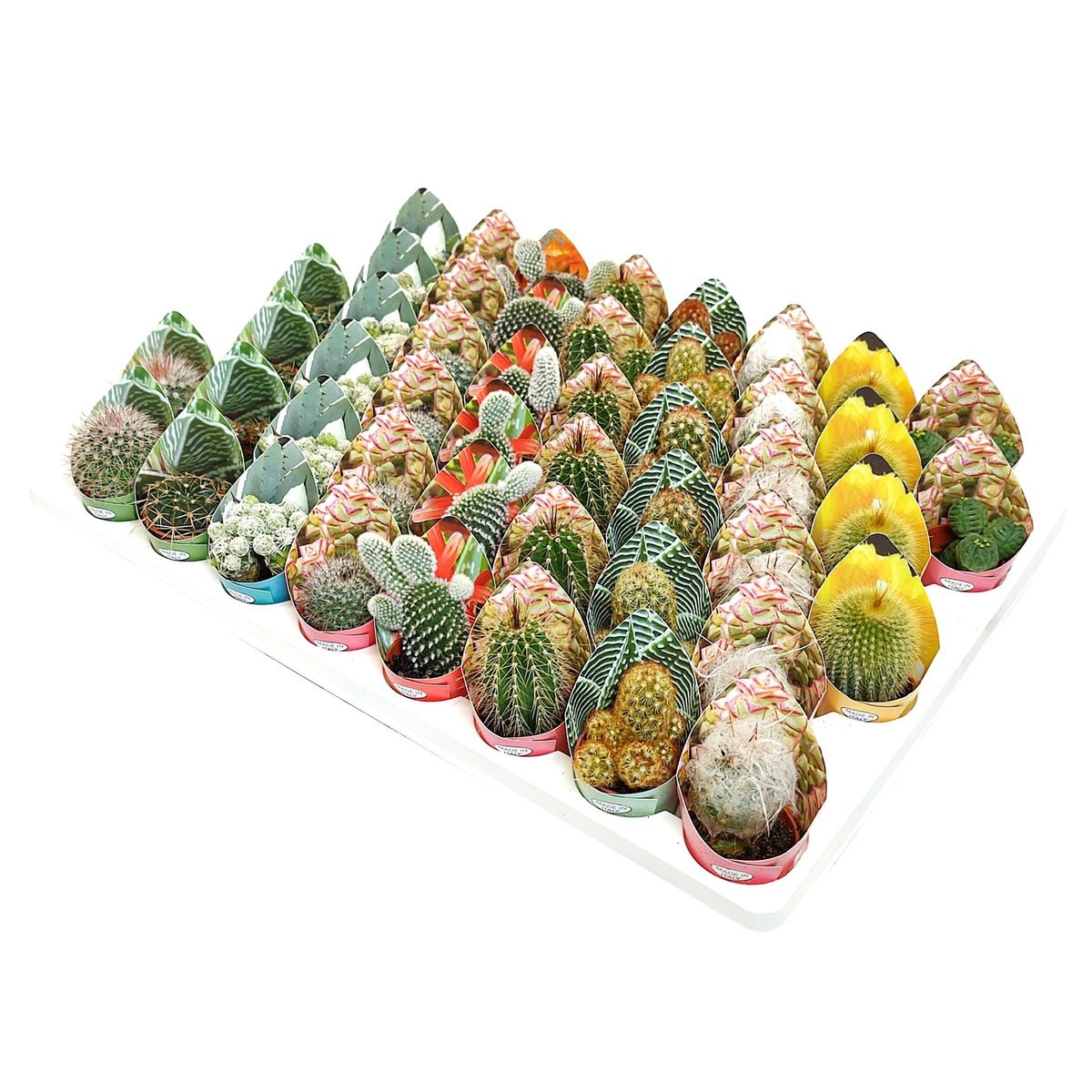 Cactus MIX — Plant Wholesale FlorAccess