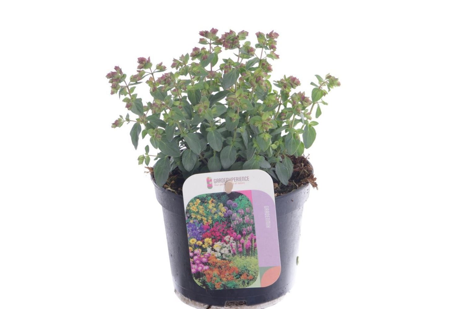 Origanum vulgare 'Compactum' — Plant Wholesale FlorAccess