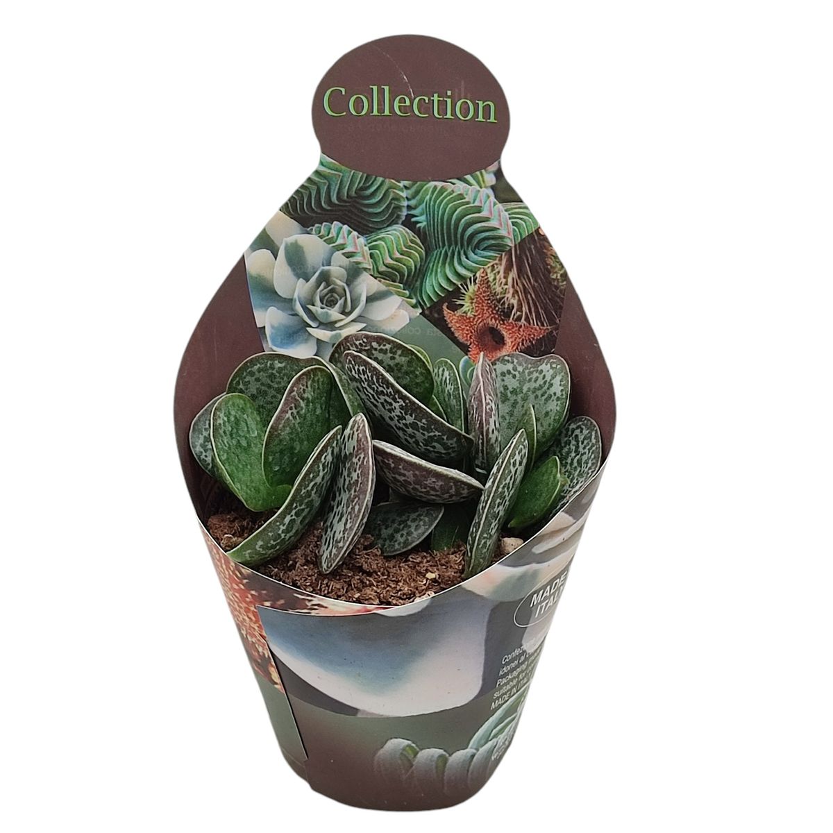 Adromischus rupicola — Plant Wholesale FlorAccess