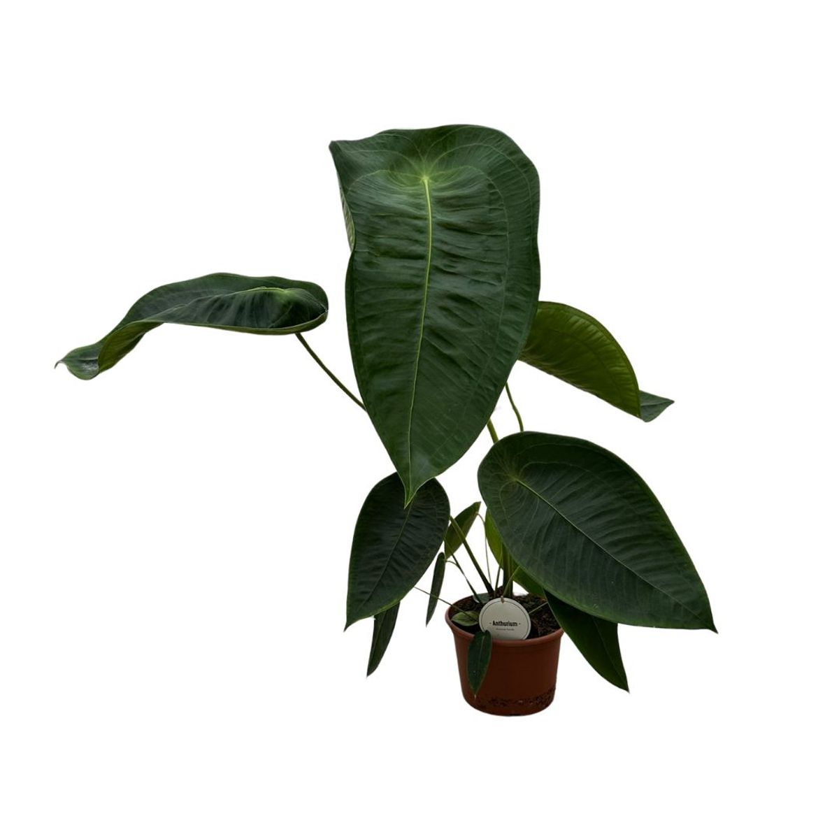 Anthurium peltigerum — Mayorista de plantas FlorAccess