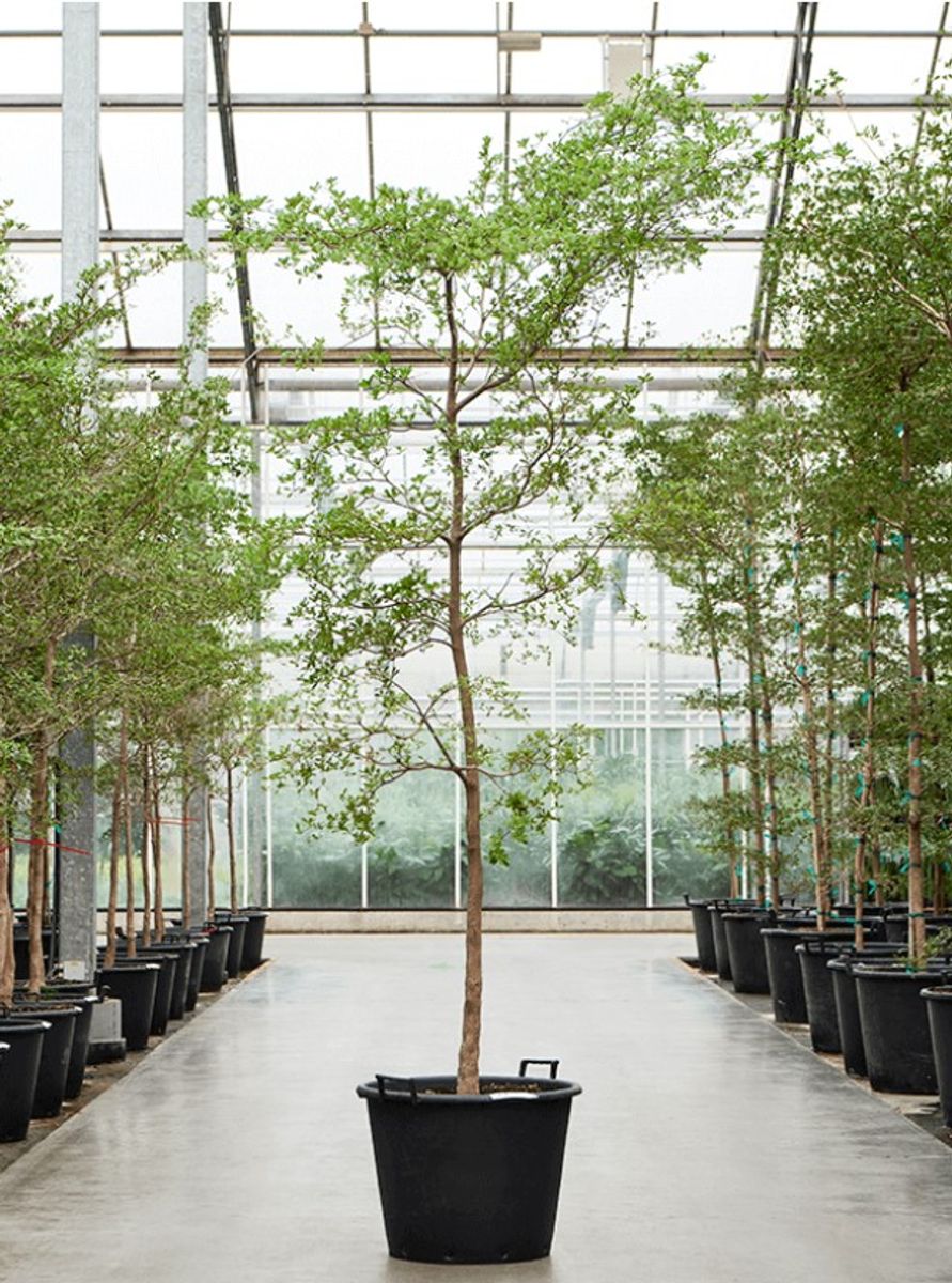 Bucida buceras 'Shady Lady' — Plant Wholesale FlorAccess