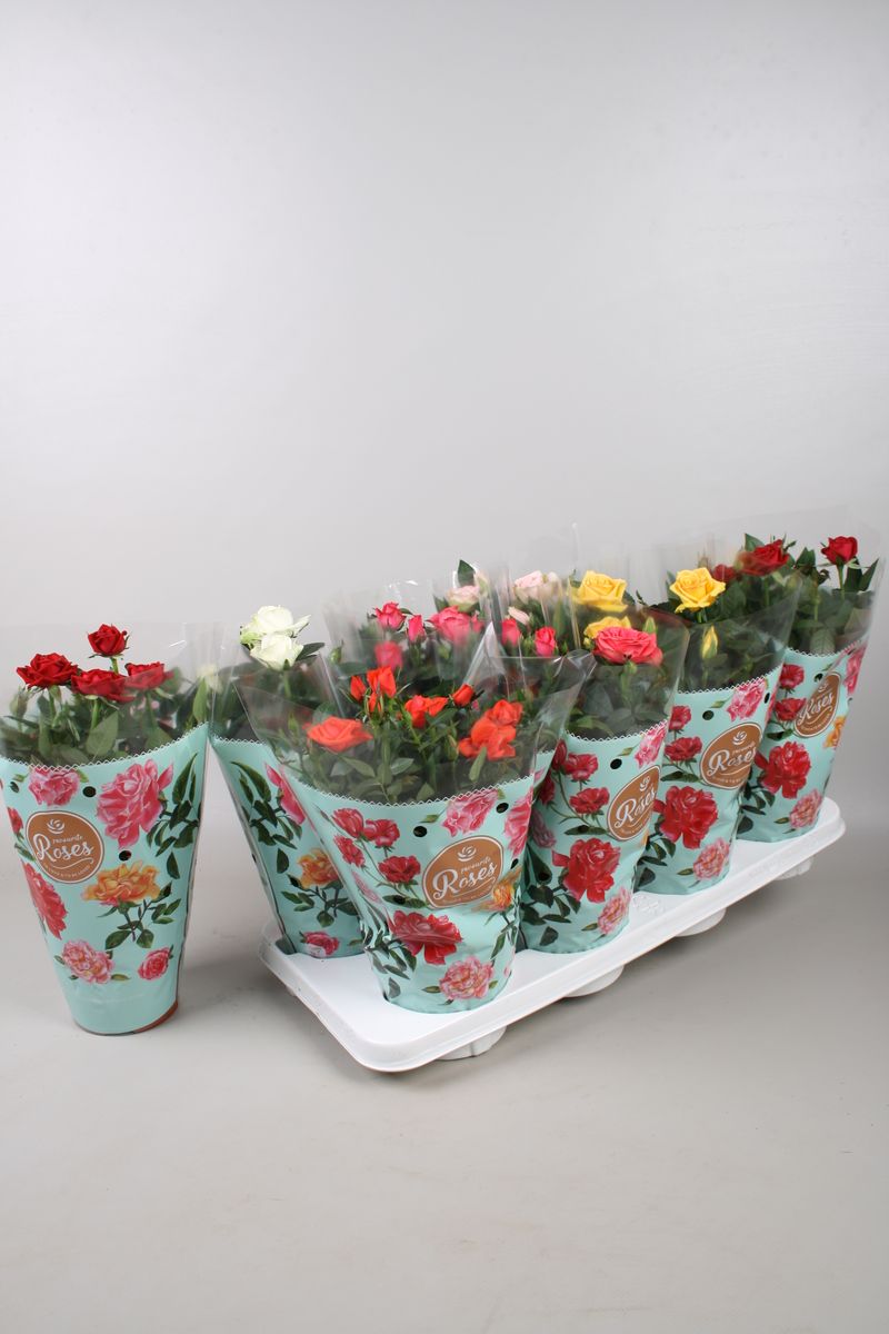 Rosa FAVOURITE ROSES MIX — Plant Wholesale FlorAccess