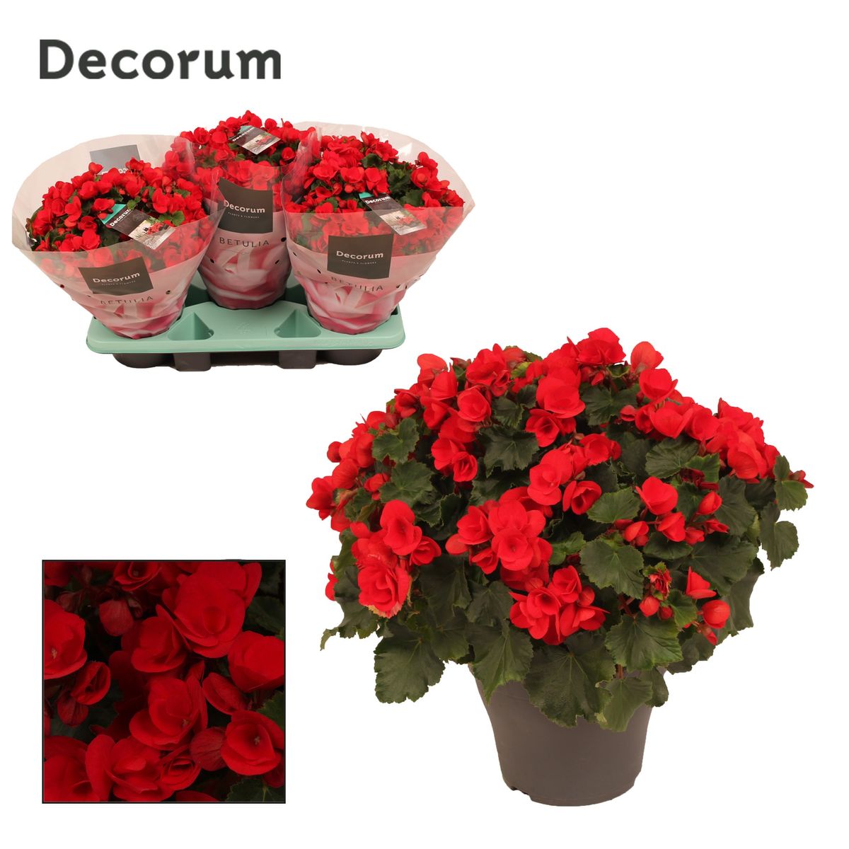 Begonia BETULIA RED — Рослини оптом FlorAccess