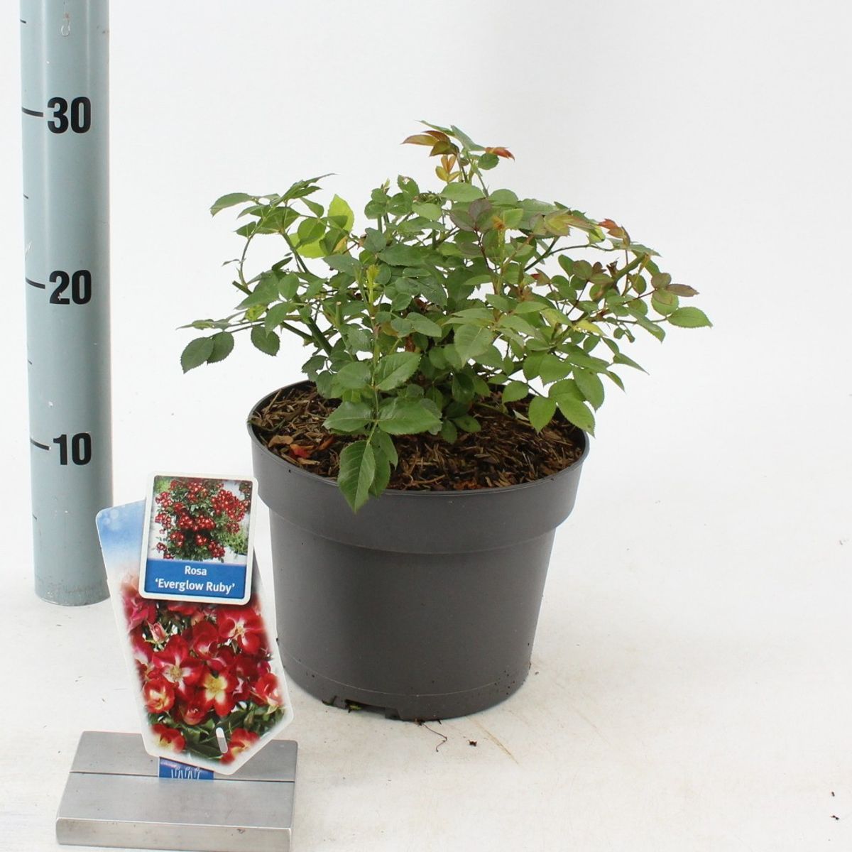 Rosa EVERGLOW RUBY — Mayorista de plantas FlorAccess