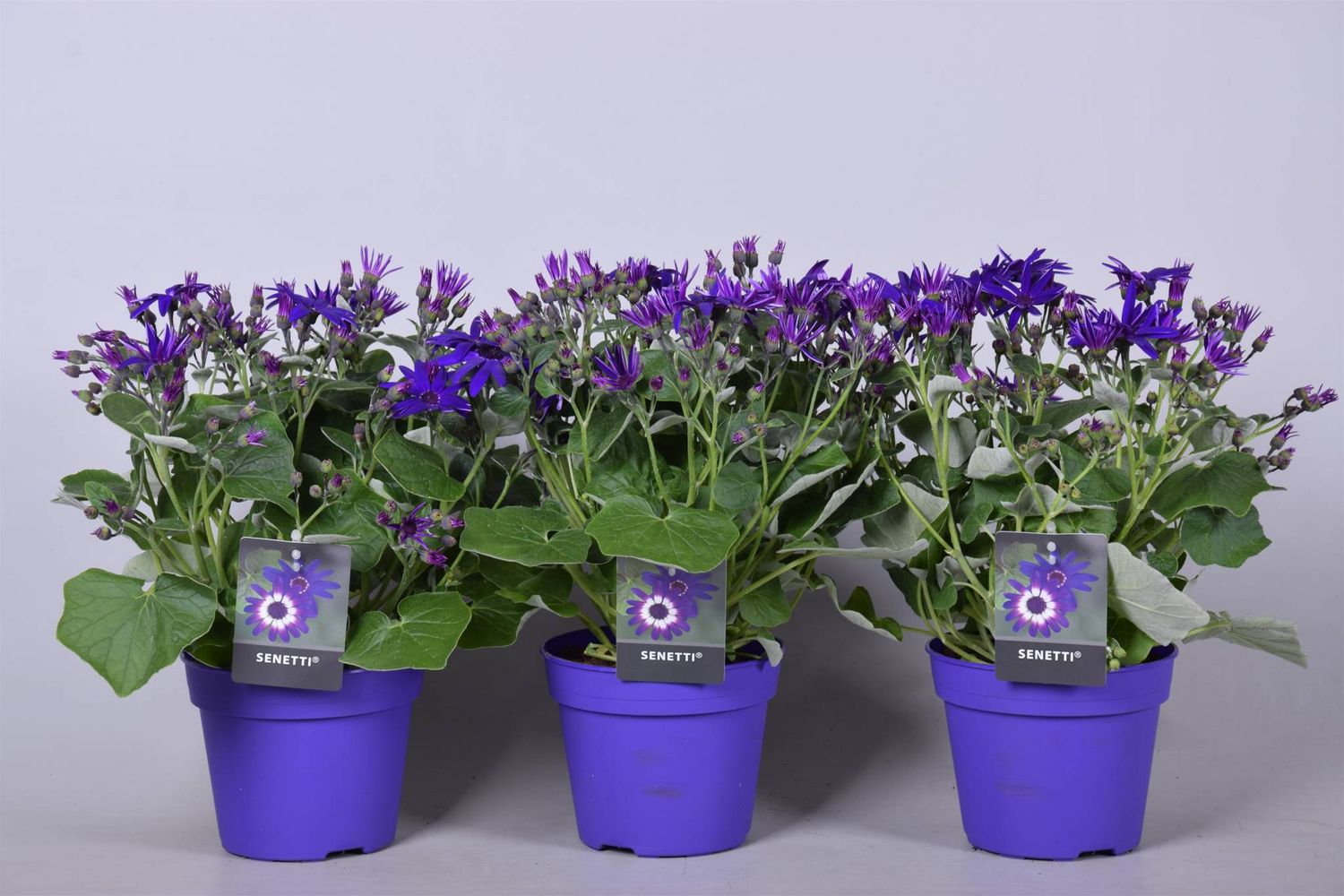 Pericallis SENETTI DEEP BLUE — Plant Wholesale FlorAccess