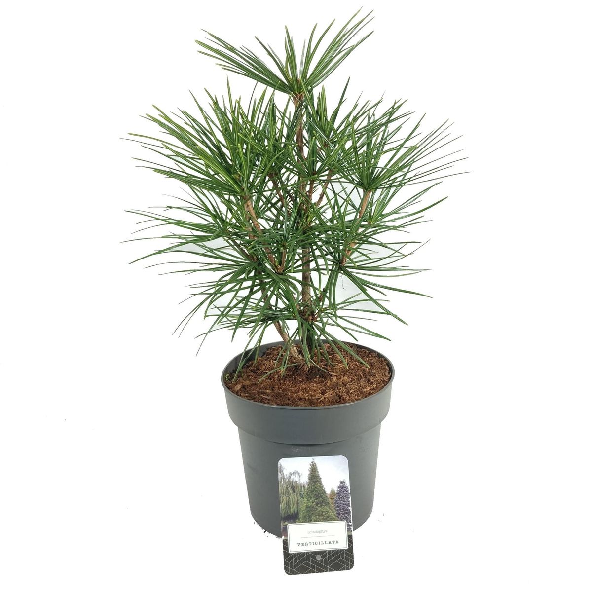 Sciadopitys verticillata — Plant Wholesale FlorAccess