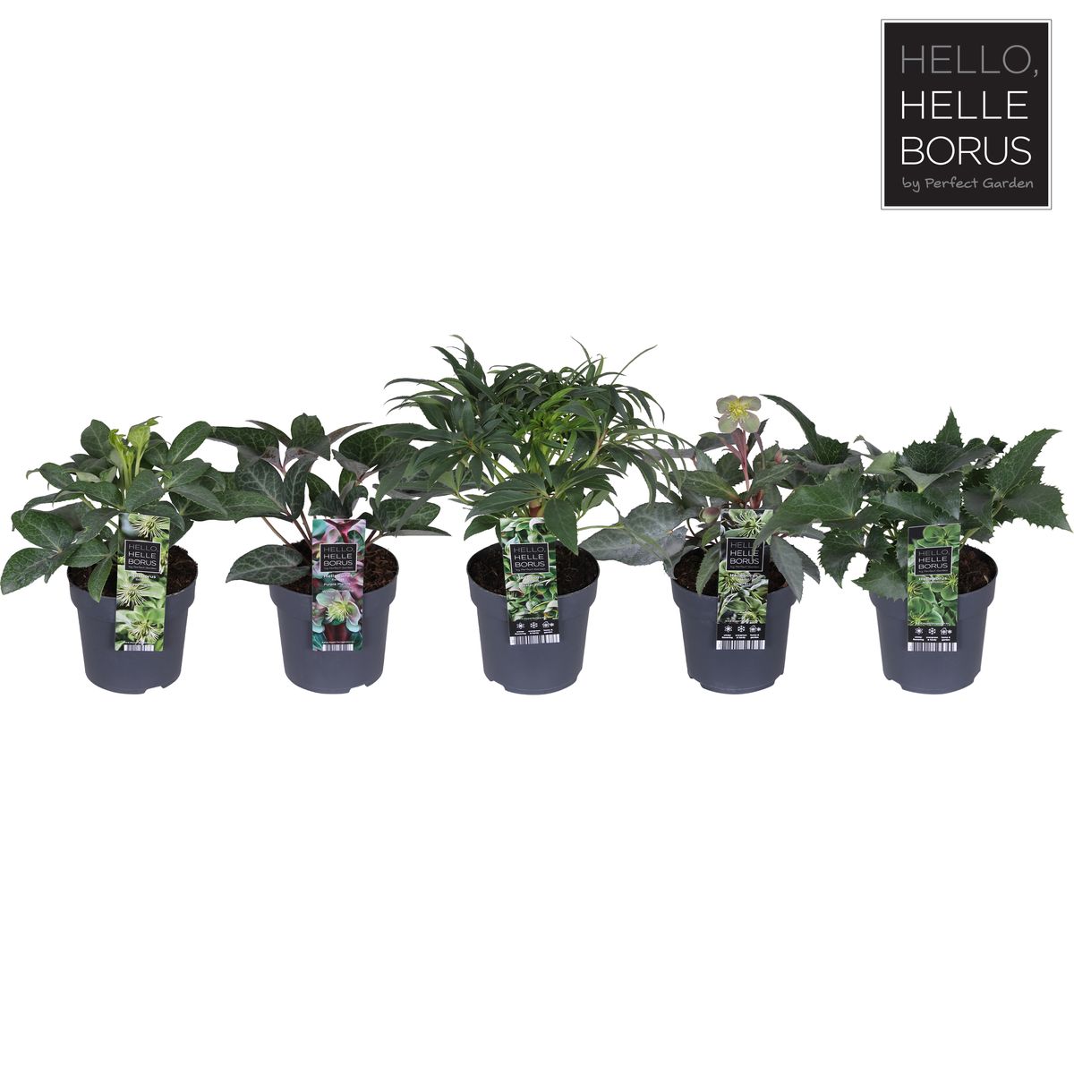 Helleborus MIX — Plant Wholesale FlorAccess