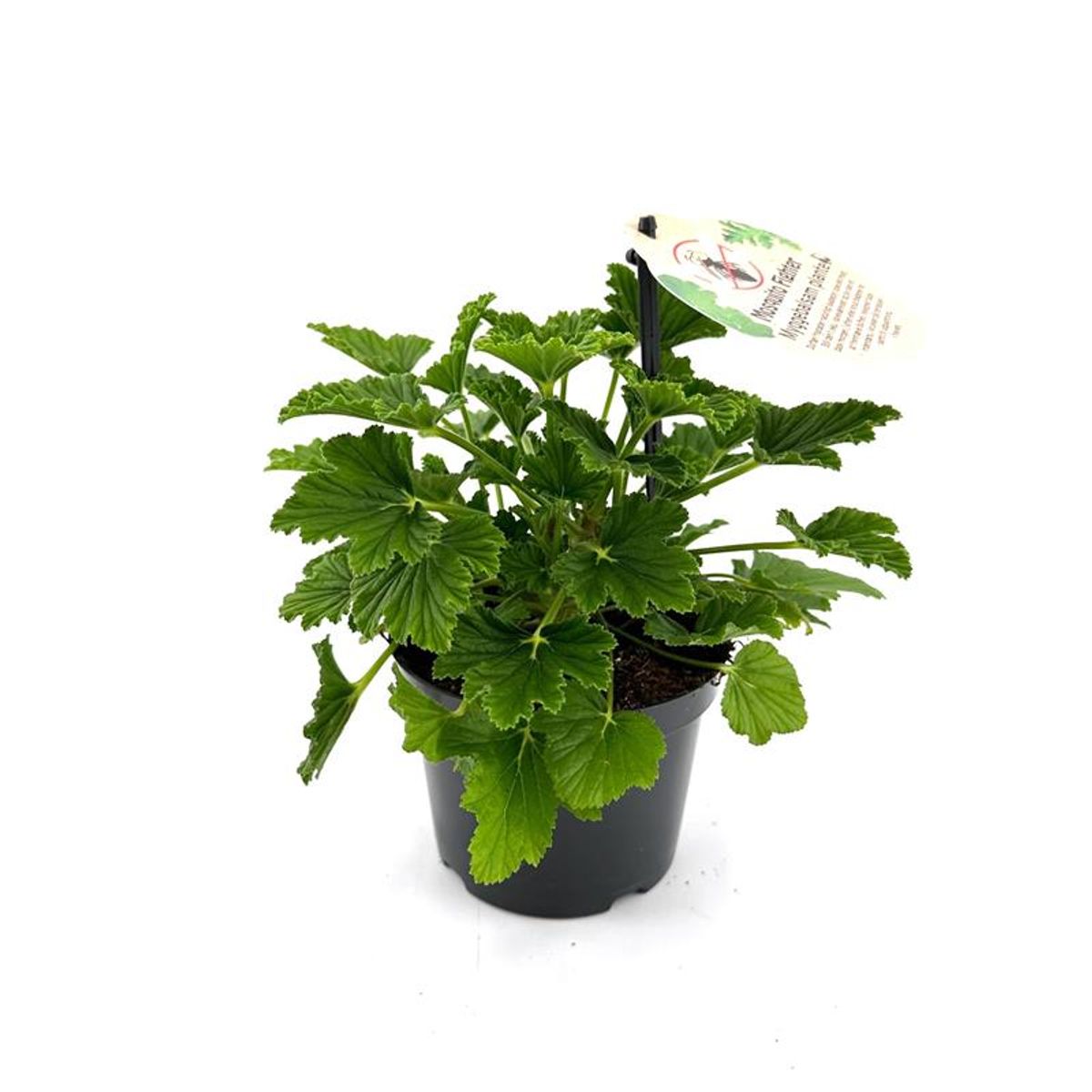 Pelargonium 'Orange Fizz' — Plant Wholesale FlorAccess