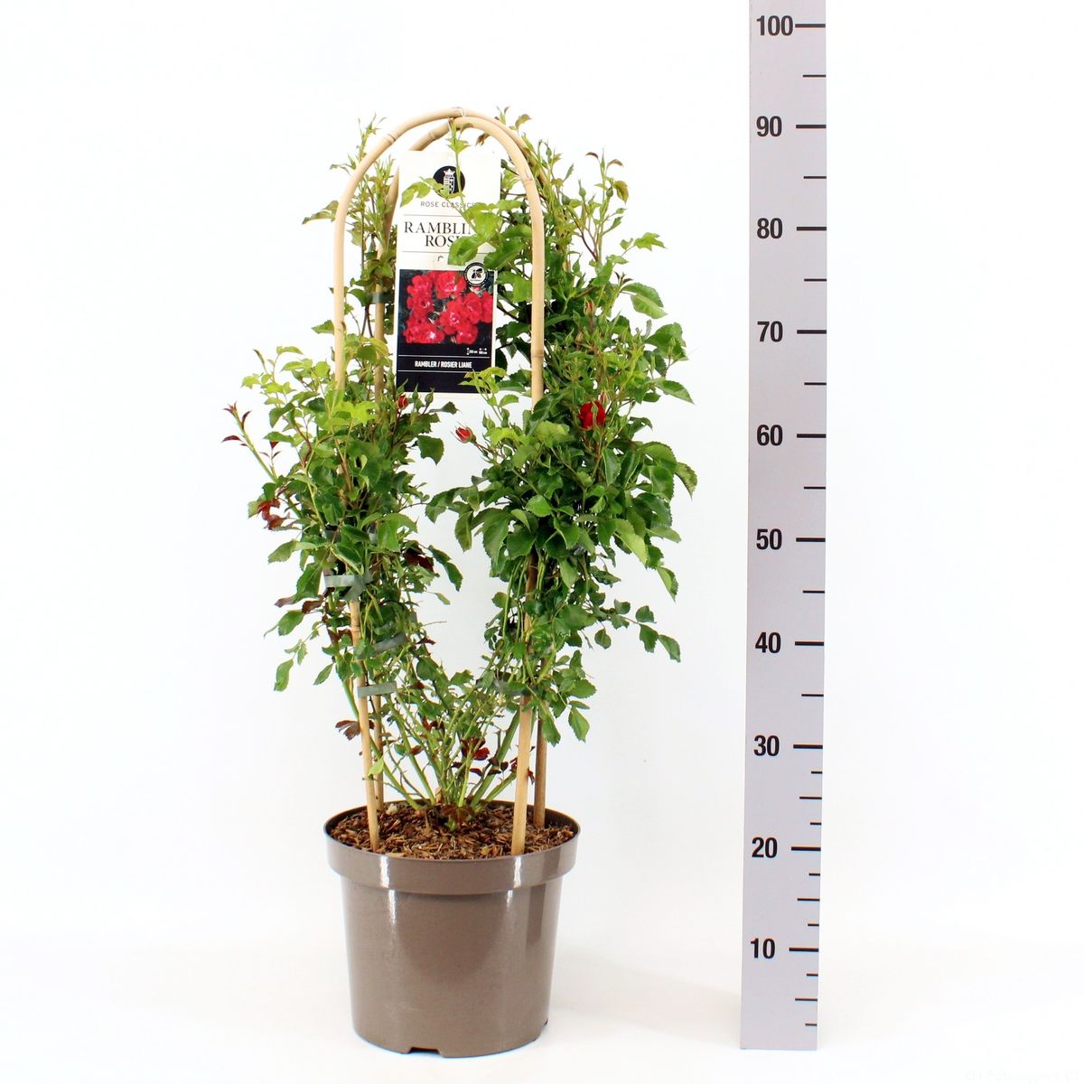 Rosa RAMBLING ROSIE — Plant Wholesale FlorAccess