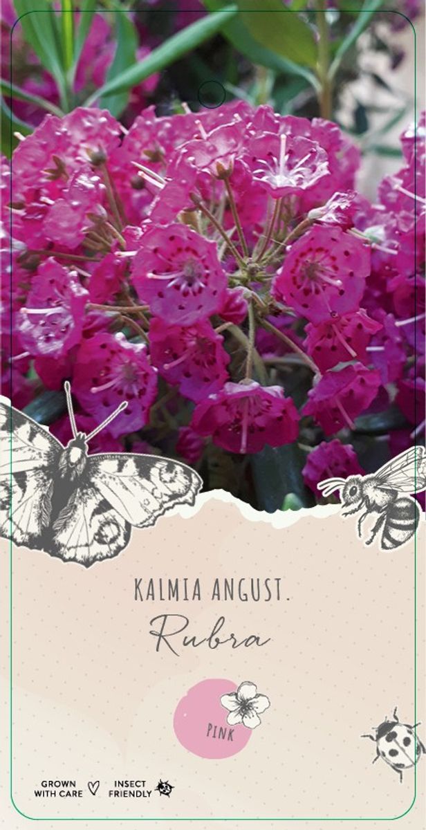 Kalmia angustifolia 'Rubra' — Plant Wholesale FlorAccess