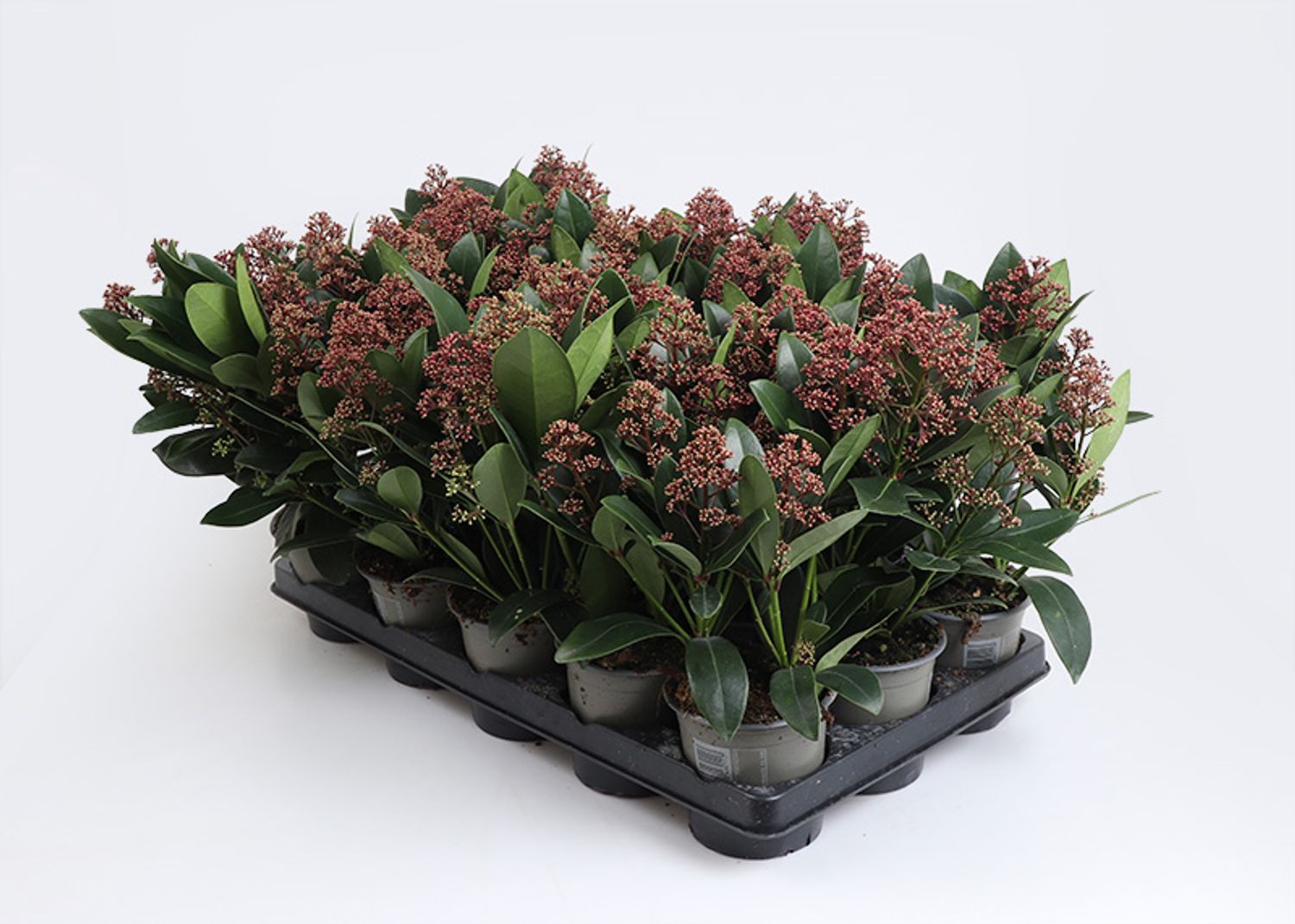 Skimmia japonica 'Rubella' — Plant Wholesale FlorAccess