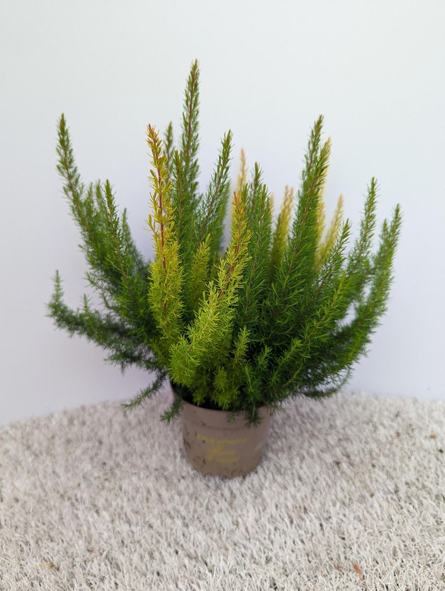 Erica arborea MIX IN POT — Plant Wholesale FlorAccess