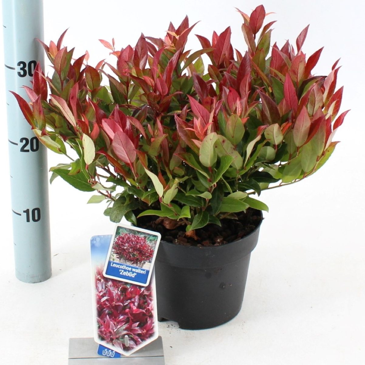 Leucothoe 'Zeblid' — Plant Wholesale FlorAccess