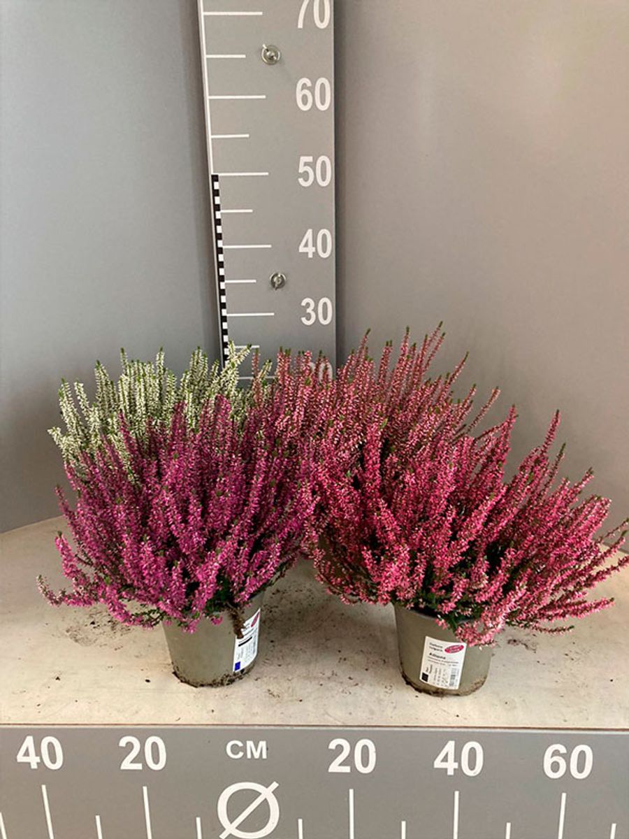 Calluna vulgaris MIX — Plant Wholesale FlorAccess