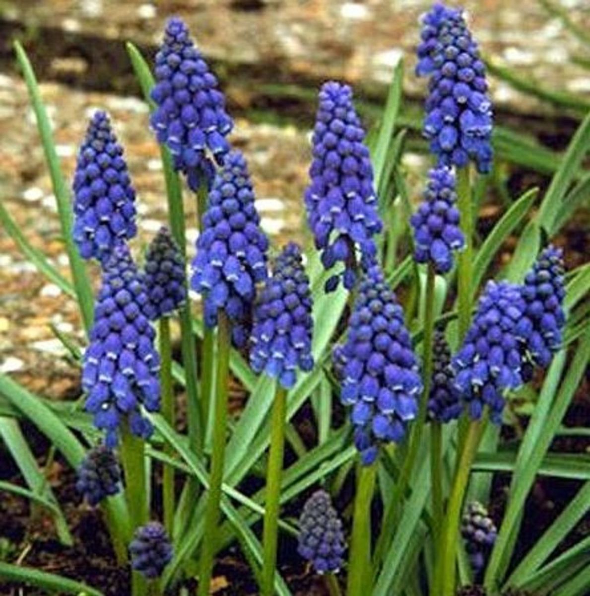 Muscari armeniacum — Plant Wholesale FlorAccess