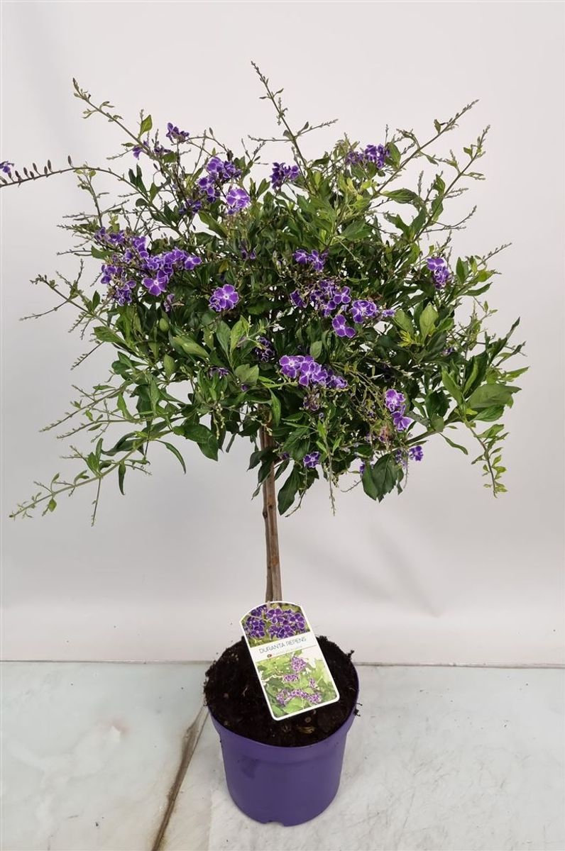 Duranta erecta — Plant Wholesale FlorAccess