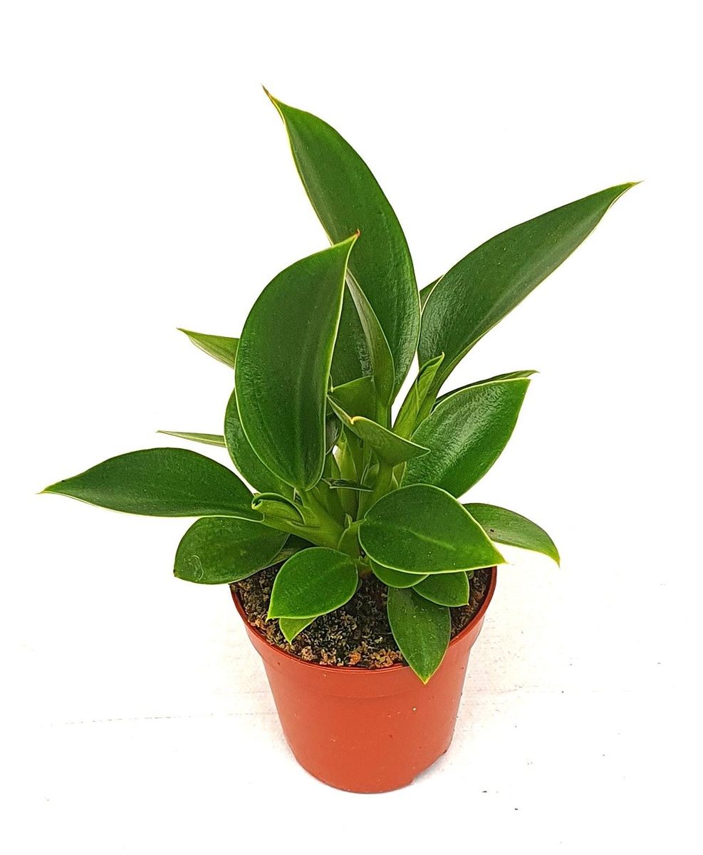 Philodendron 'Congo Apple' — Plant Wholesale FlorAccess