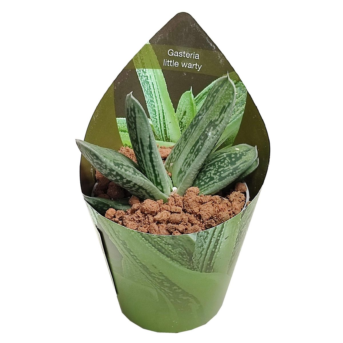 Gasteria 'Little Warty' — Plant Wholesale FlorAccess
